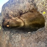 Fatmans Loop Trail, Arizona - 5,754 Reviews, Map | AllTrails