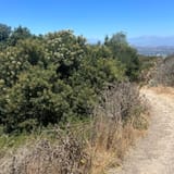 Powder Canyon Loop Trail, California - 2,420 Reviews, Map | AllTrails