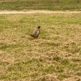 Sachuest Point National Wildlife Refuge Trail, Rhode Island - 2,054 ...