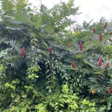 Sachuest Point National Wildlife Refuge Trail, Rhode Island - 2,054 ...