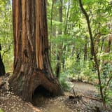 Tall Trees Grove Loop Trail, California - 2,484 Reviews, Map | AllTrails