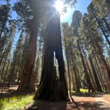 Congress Trail, California - 3,667 Reviews, Map | AllTrails