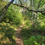 Burch Creek Trail, Utah - 777 Reviews, Map | AllTrails