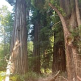Tall Trees Grove Loop Trail, California - 2,550 Reviews, Map | AllTrails