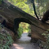 Tall Trees Grove Loop Trail, California - 2,535 Reviews, Map | AllTrails