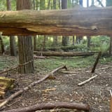 Tall Trees Grove Loop Trail, California - 2,550 Reviews, Map | AllTrails
