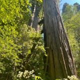 Tall Trees Grove Loop Trail, California - 2,535 Reviews, Map | AllTrails