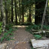 Tall Trees Grove Loop Trail, California - 2,484 Reviews, Map | AllTrails