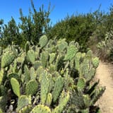 Forrestal Preserve Loop, California - 1,206 Reviews, Map | AllTrails
