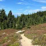 McNeil Point Trail, Oregon - 2,968 Reviews, Map | AllTrails