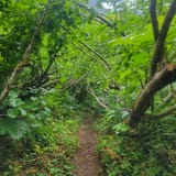 Century Sam Lake, British Columbia, Canada - 608 Reviews, Map | AllTrails