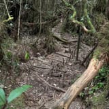 Gunung Yong Belar, Kelantan, Malaysia - 74 Reviews, Map | AllTrails