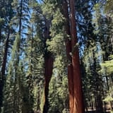 General Sherman Tree Trail, California - 3,281 Reviews, Map | AllTrails