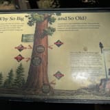 General Sherman Tree Trail, California - 3,281 Reviews, Map | AllTrails