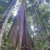 Mount Ulu Sepat, Perak, Malaysia - 16 Reviews, Map | AllTrails