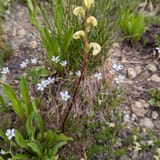 Silver Forest Trail, Washington - 566 Reviews, Map | AllTrails