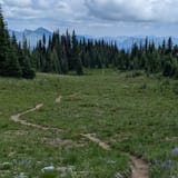 Silver Forest Trail, Washington - 566 Reviews, Map | AllTrails