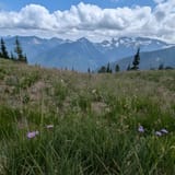 Silver Forest Trail, Washington - 566 Reviews, Map | AllTrails