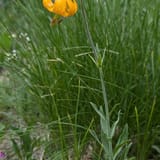 Silver Forest Trail, Washington - 566 Reviews, Map | AllTrails