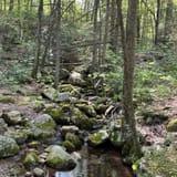 Reeves Brook Loop Trail, New York - 4,852 Reviews, Map | AllTrails