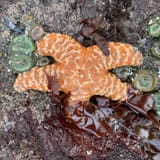 Kalaloch 4th Beach Trail, Washington - 452 Reviews, Map | AllTrails