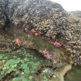 Kalaloch 4th Beach Trail, Washington - 452 Reviews, Map | AllTrails