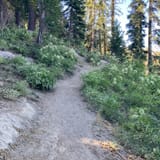 Mount Judah Loop Trail, California - 2,416 Reviews, Map | AllTrails