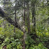 Talkeetna Lake Trail, Alaska - 791 Reviews, Map | AllTrails