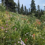 Raspberry Ridge Lookout Loop, Alberta, Canada - 602 Reviews, Map ...