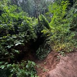 Tryon Creek Triple Bridge Loop, Oregon - 1,757 Reviews, Map | AllTrails