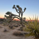 Ryan Mountain, California - 7,787 Reviews, Map | AllTrails