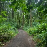 Tryon Creek Triple Bridge Loop, Oregon - 1,649 Reviews, Map | AllTrails