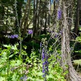 Grass Lake, California - 600 Reviews, Map | AllTrails
