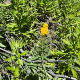 Grass Lake, California - 600 Reviews, Map | AllTrails