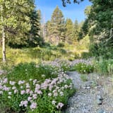 Grass Lake, California - 561 Reviews, Map | AllTrails
