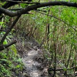 Waimano Falls Trail, Oahu, Hawaii - 5,313 Reviews, Map | AllTrails