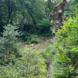 Arthog Waterfalls Circular, Gwynedd, Wales - 23 Reviews, Map | AllTrails