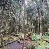 Sol Duc Falls Trail, Washington - 5,657 Reviews, Map | AllTrails