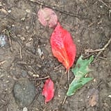 Siler Bald via Appalachian Trail, North Carolina - 823 Reviews, Map ...