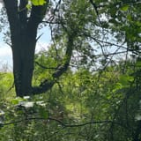 Luton Park Trail, Michigan - 1,106 Reviews, Map | AllTrails