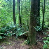 Cathedral Tree Trail, Oregon - 1,037 Reviews, Map | AllTrails