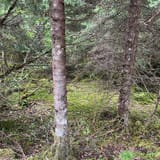 Nugget Falls Trail, Alaska - 1,468 Reviews, Map | AllTrails