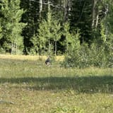 Mill Castle Trail to Lowline Trail Loop, Colorado - 44 Reviews, Map ...