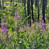 Boundary Bay from Waterton via Great Divide Trail, Alberta, Canada ...