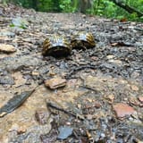 The Pinnacle via Ridgeline Trail and Boulders Access, North Carolina ...