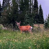 Silver Forest Trail, Washington - 566 Reviews, Map | AllTrails