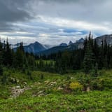 Silver Forest Trail, Washington - 566 Reviews, Map | AllTrails
