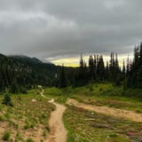 Silver Forest Trail, Washington - 566 Reviews, Map | AllTrails