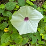 Hard Times Loop, North Carolina - 1,600 Reviews, Map | AllTrails