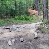 Busby Trail, Spruce Hill Lost Pond and Blackburnian Loop, Massachusetts ...